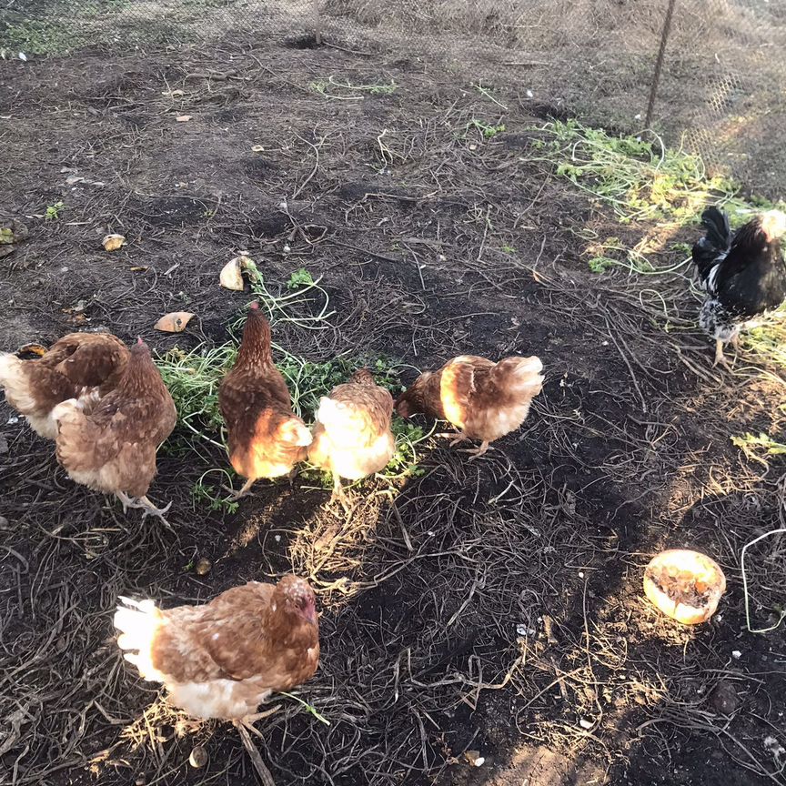 Куры несушки