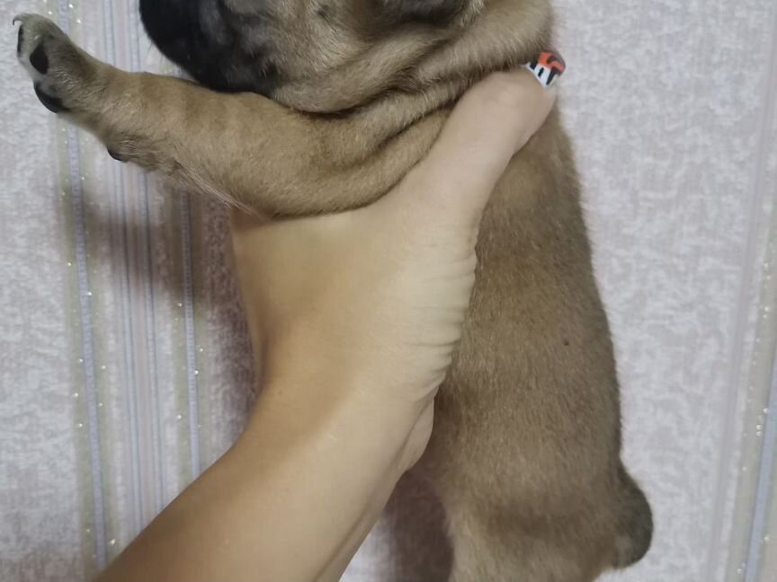 Милый французик