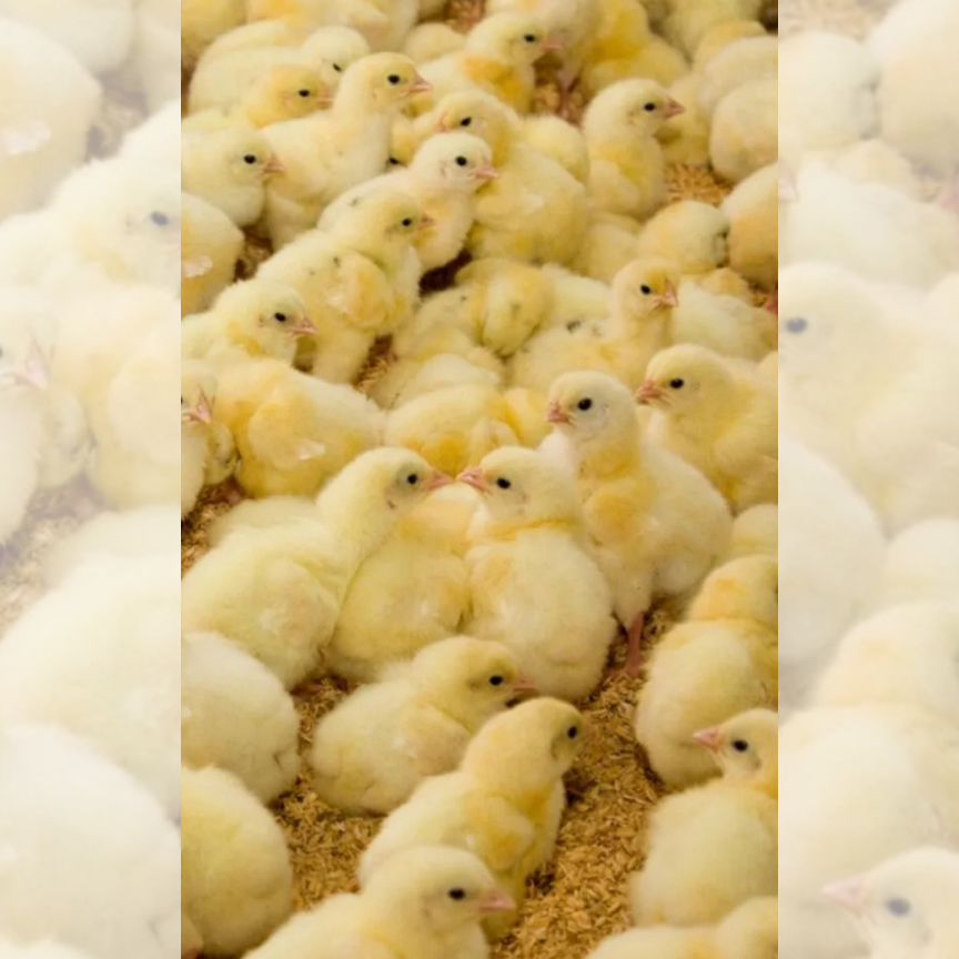 Цыплята бройлеры суточные кобб 500