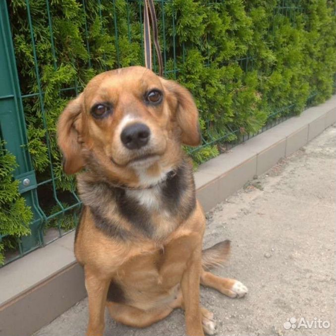 Добрая собака Майя