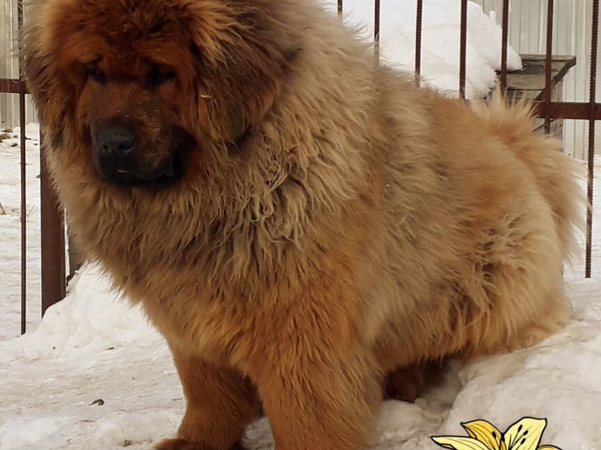 Девочки тибеточки