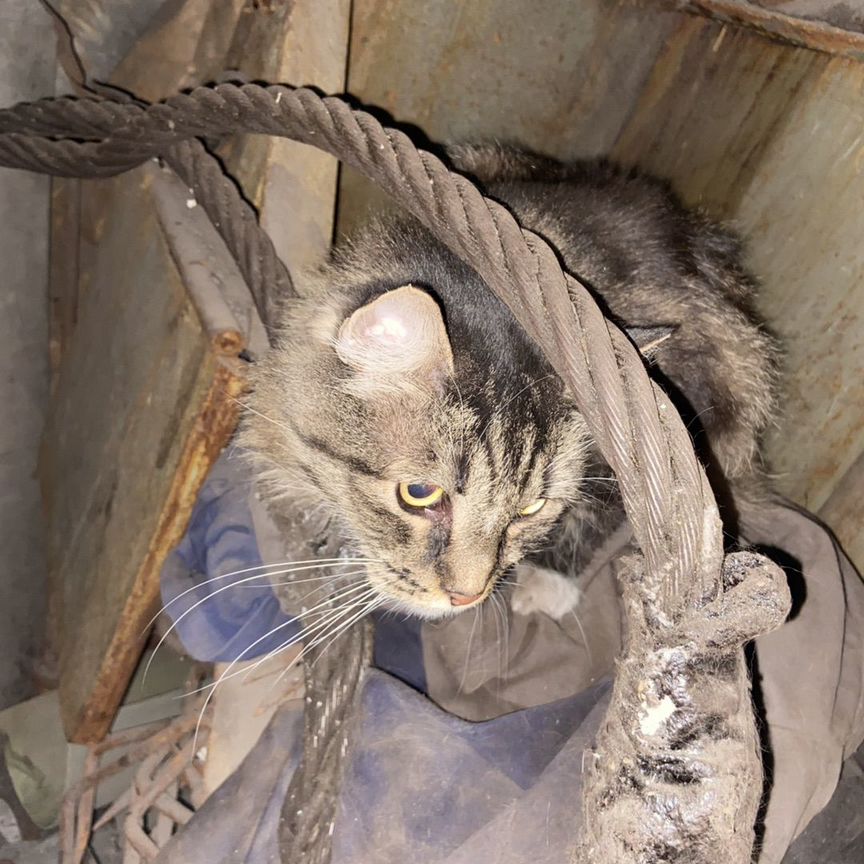 Ищем дом коту 12 лет