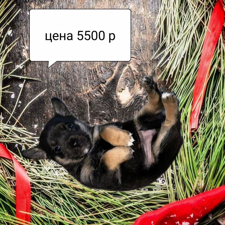Щеночки от чихуа хуа