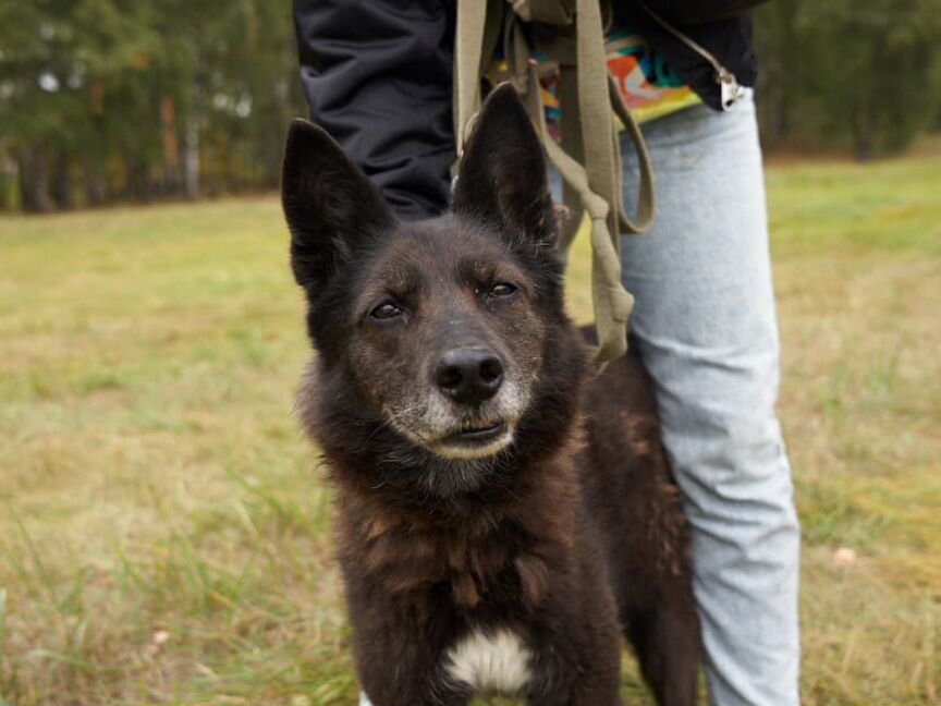 Старушка Бренда из приюта ищет свой дом