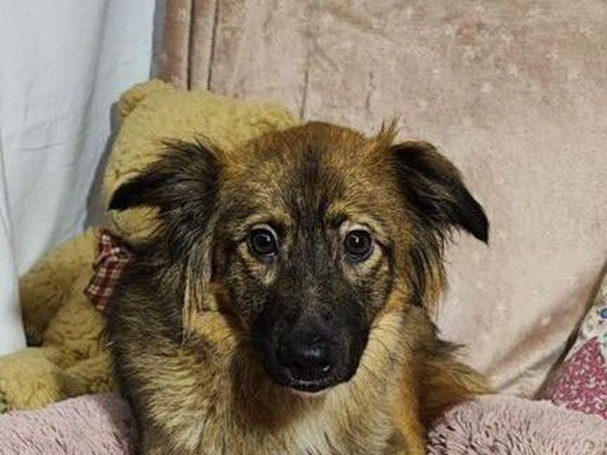 Прекрасная собака Булочка