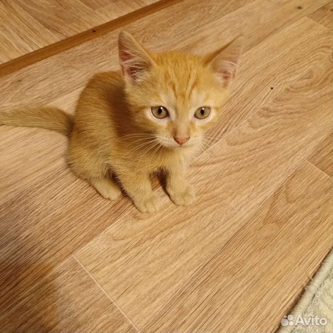 Европейская кошка