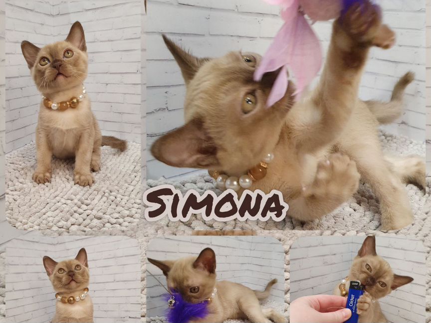 Котята европейская бурма