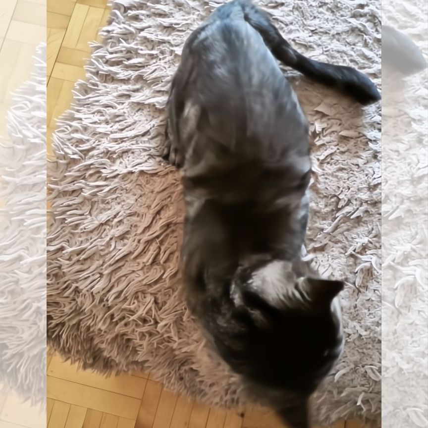 Британская короткошёрстная, взрослая кошка