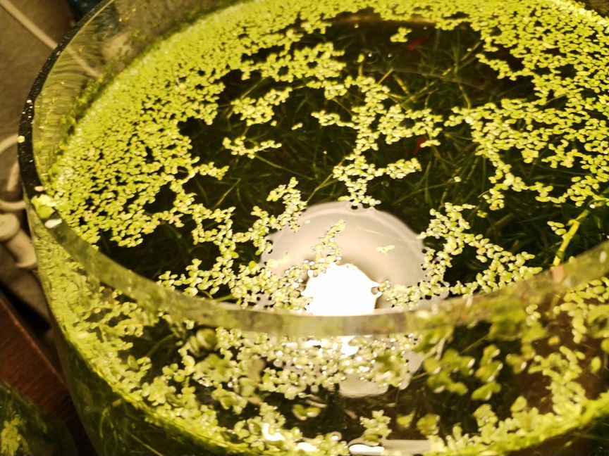 Ряска и валиснея обмен