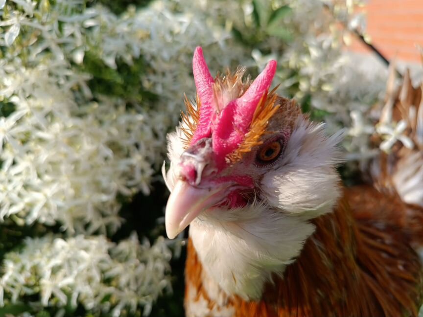 Эйленбарт-рогатые куры, совиноголовые