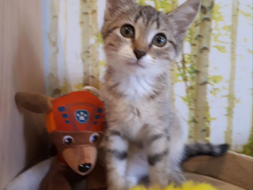 Котята в добрые руки бесплатно