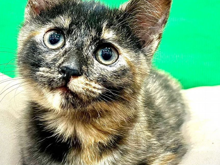 Кошка в дар бесплатно