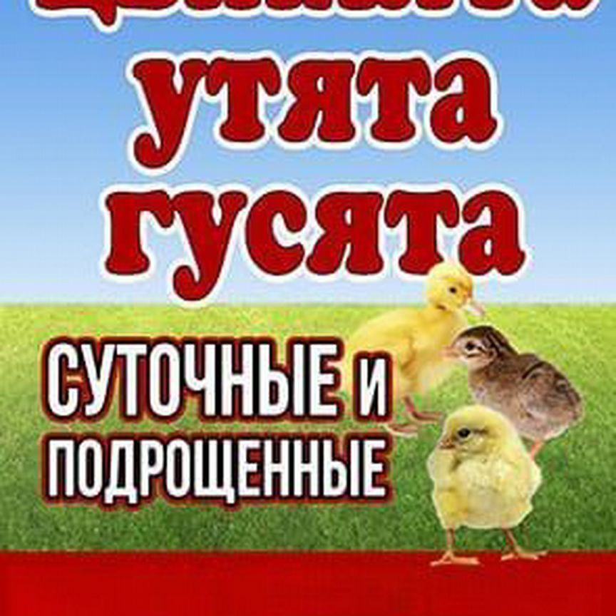 Утята суточные