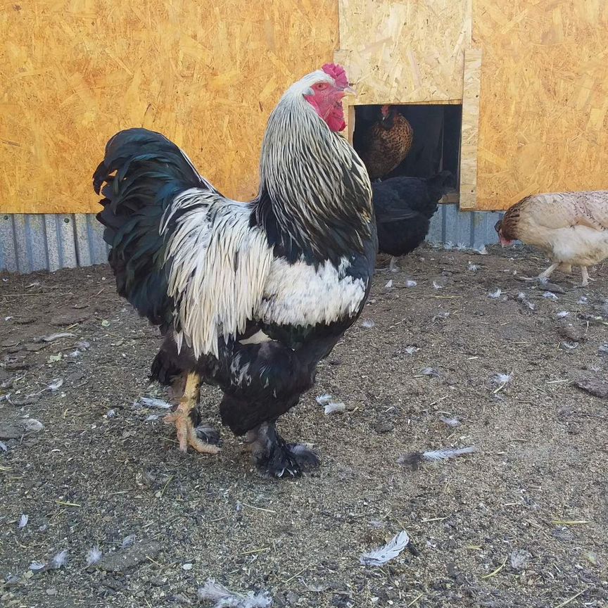 Петух породы Брама