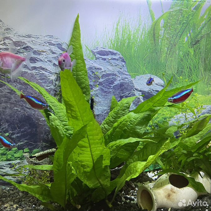 Таиландский папоротник (Microsorum pteropus)