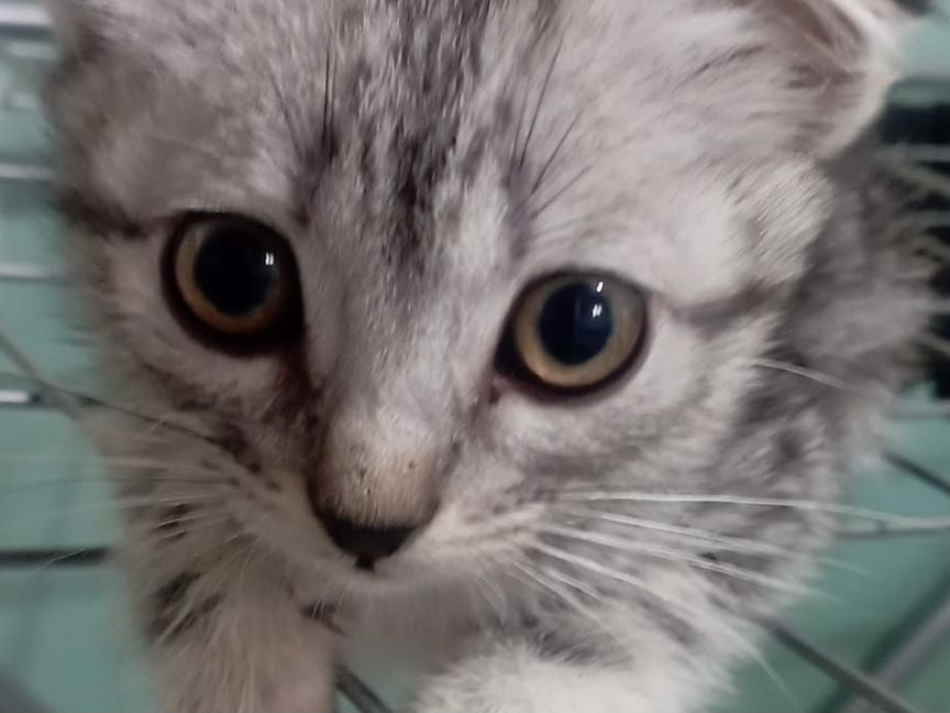 Серебристая вислоушка