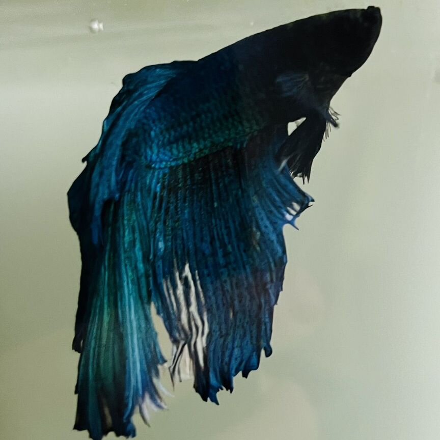 Рыбка петушок с аквариумом