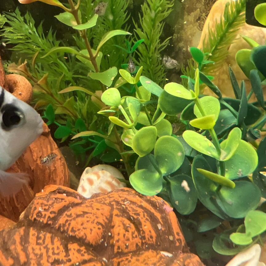 Рыбка сапфировый попугай