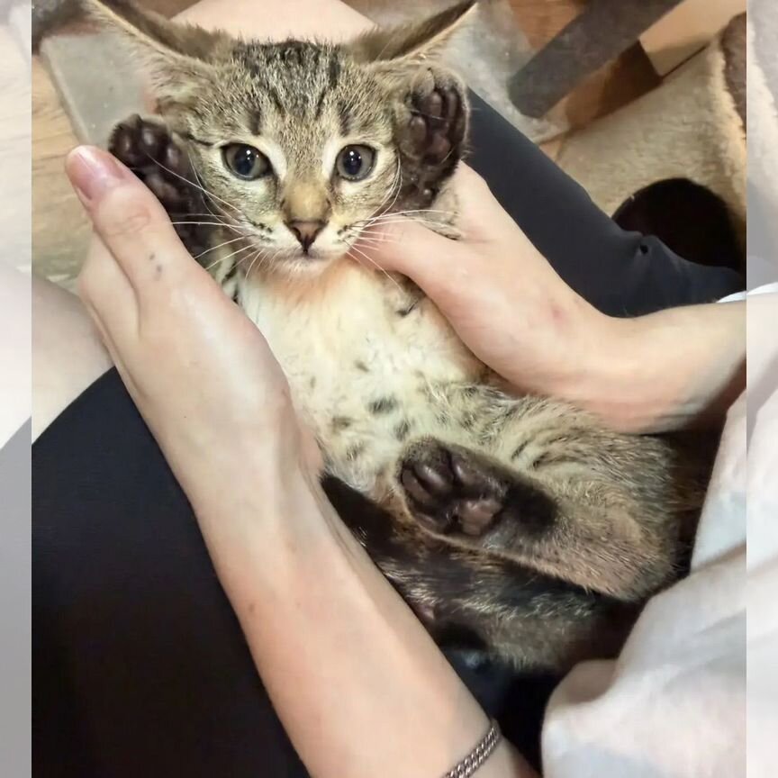 Котёнок в добрые руки