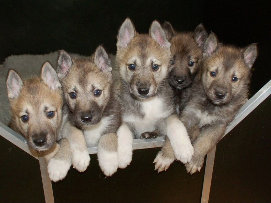 Чехословацкий влчак, щенки