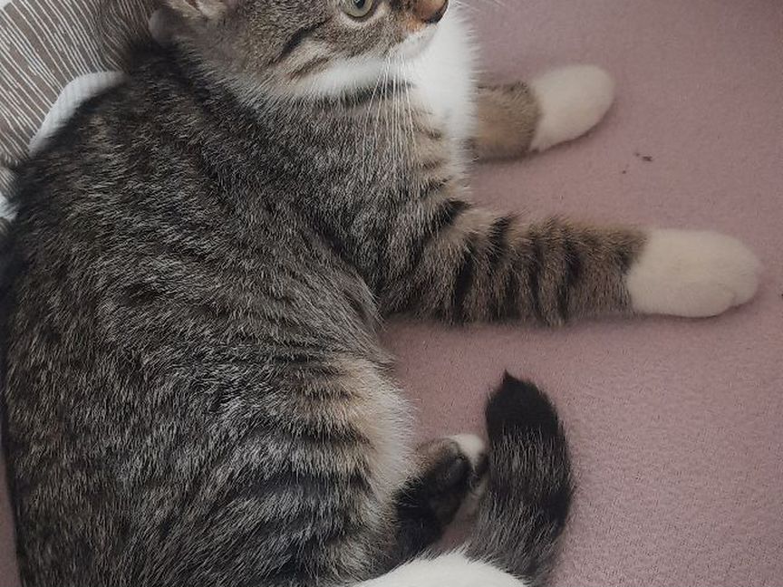 Котик в добрые руки