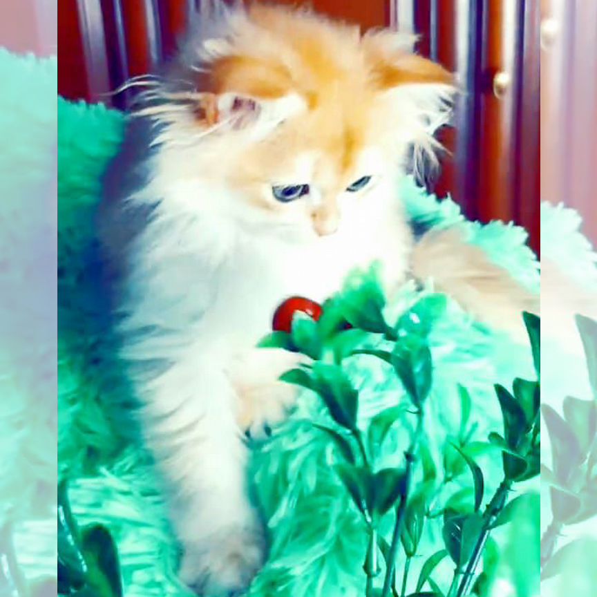 Золотые британские котята