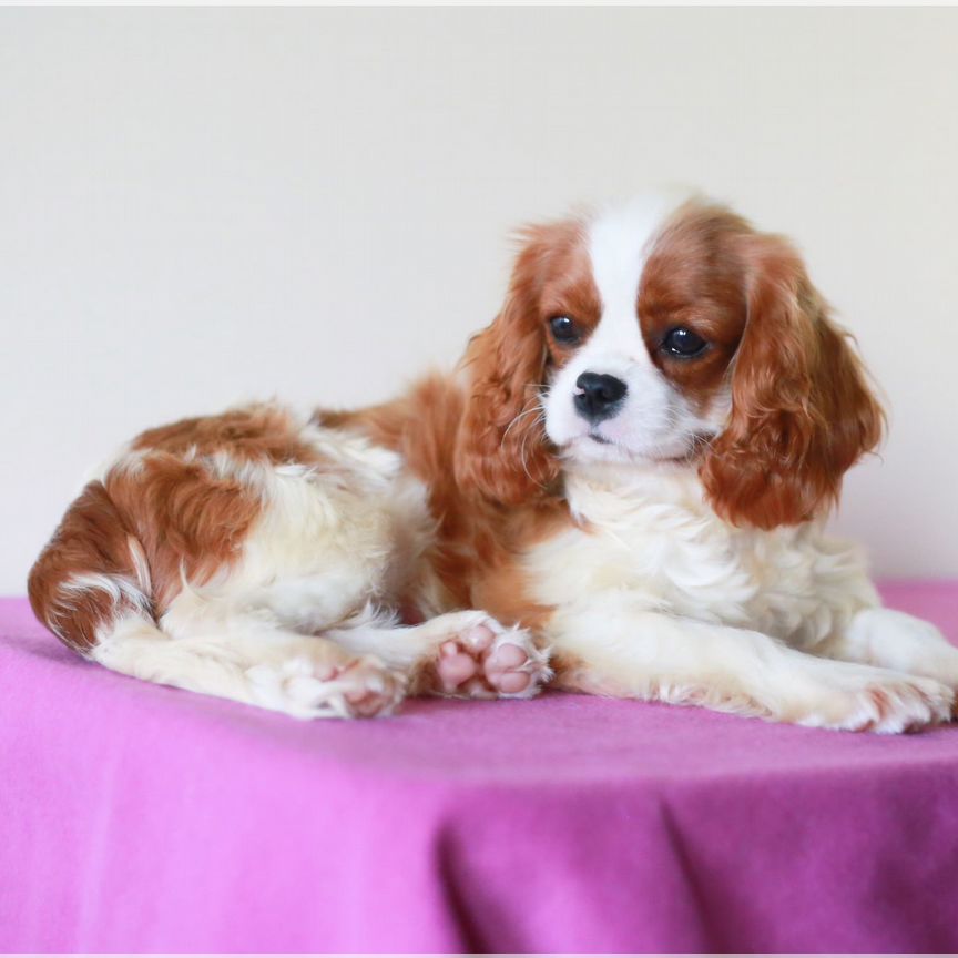 Мини Кавалер кинг чарльз спаниель