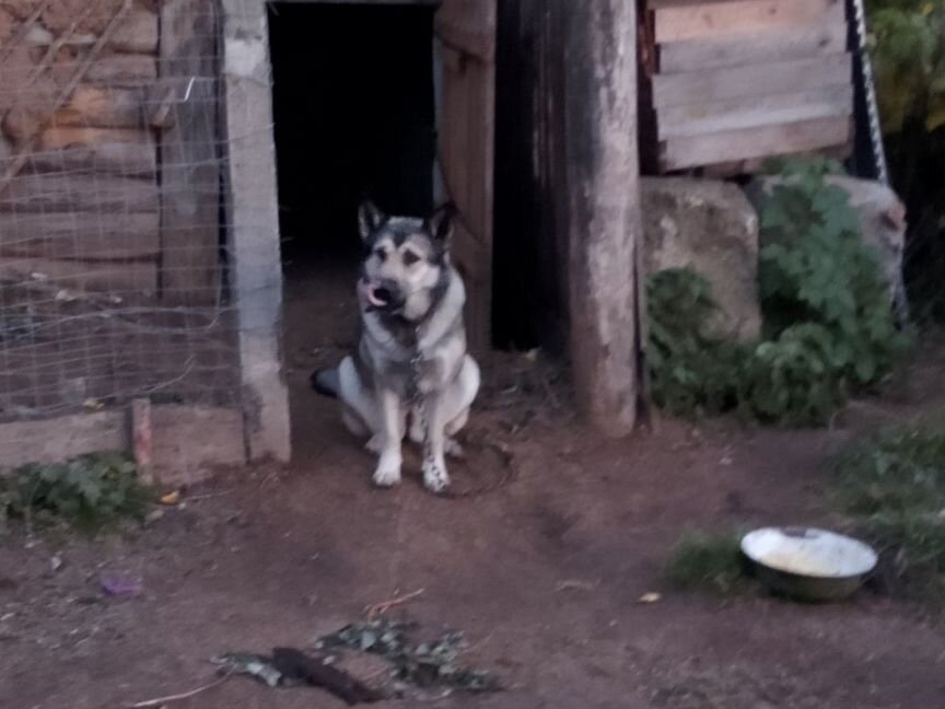 Собака в добрые руки отдам бесплатно