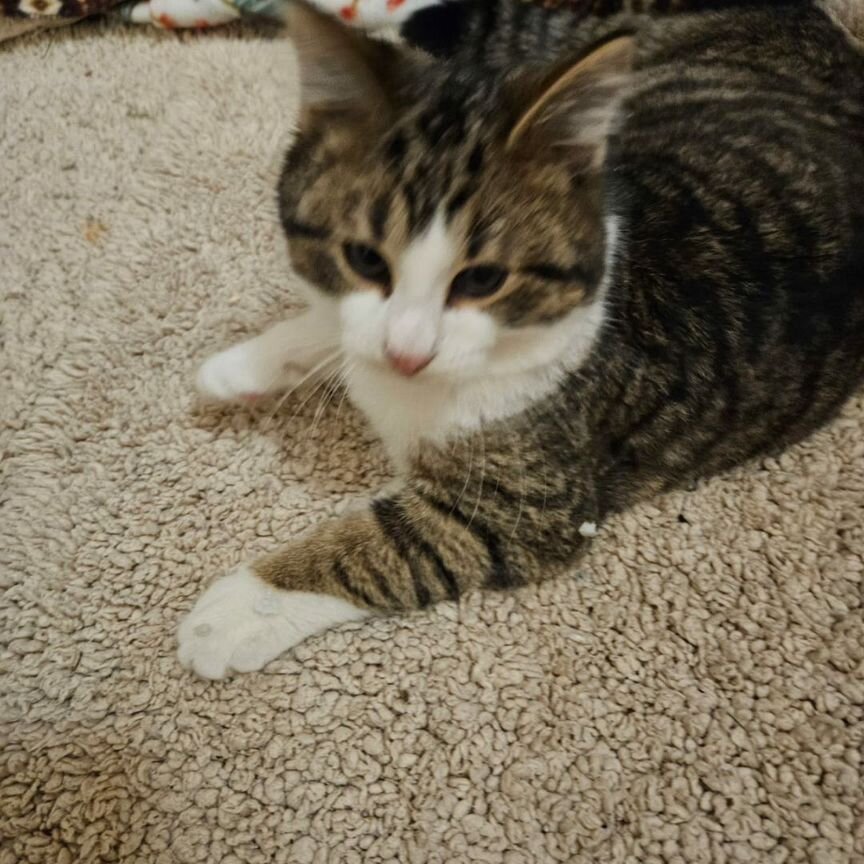 Котик 3 мес