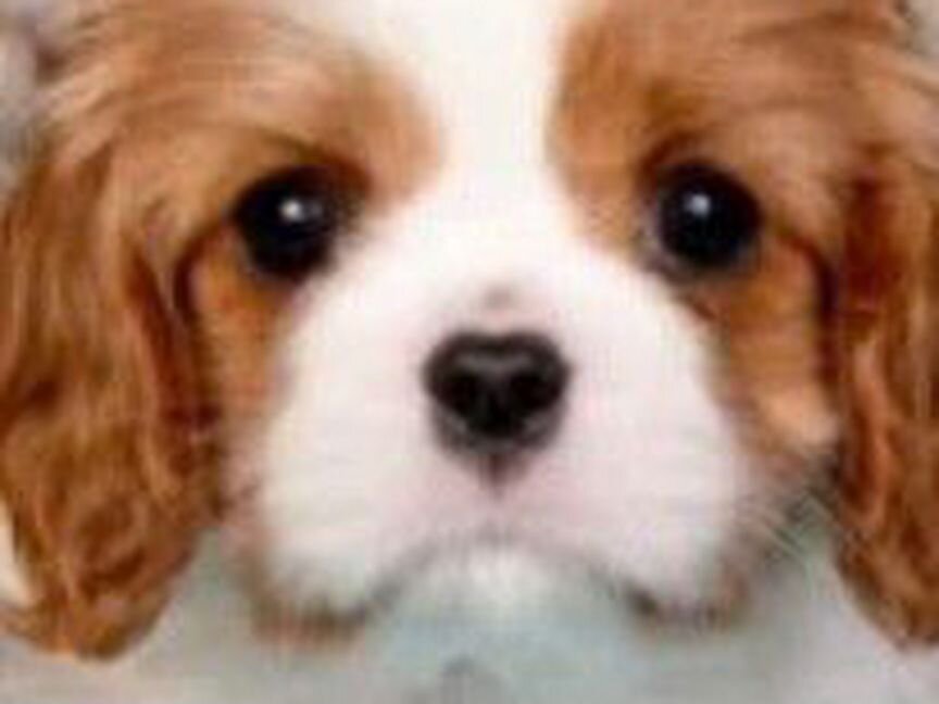 Кавалер спаниель девочка-мечта