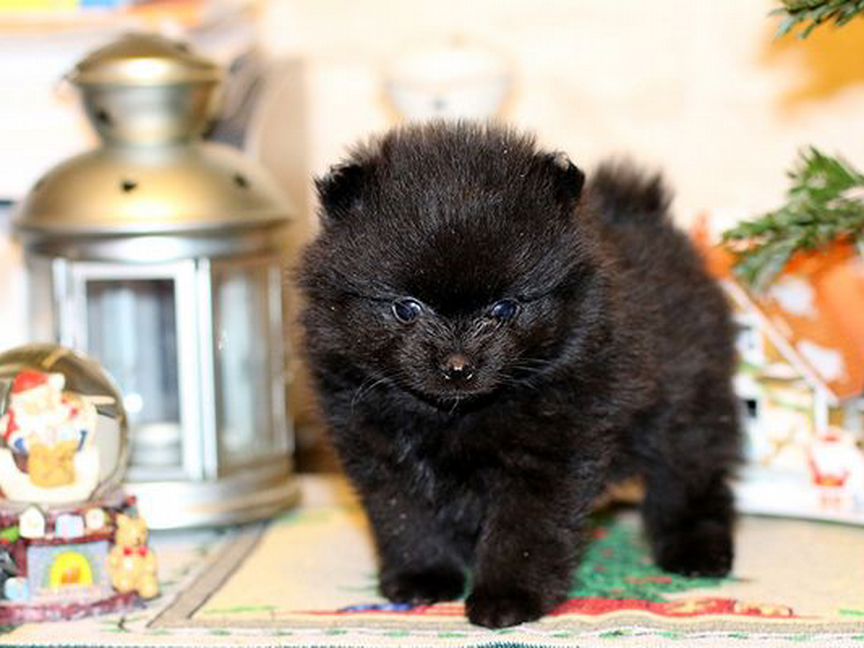 Щенки Немецкого Шпица