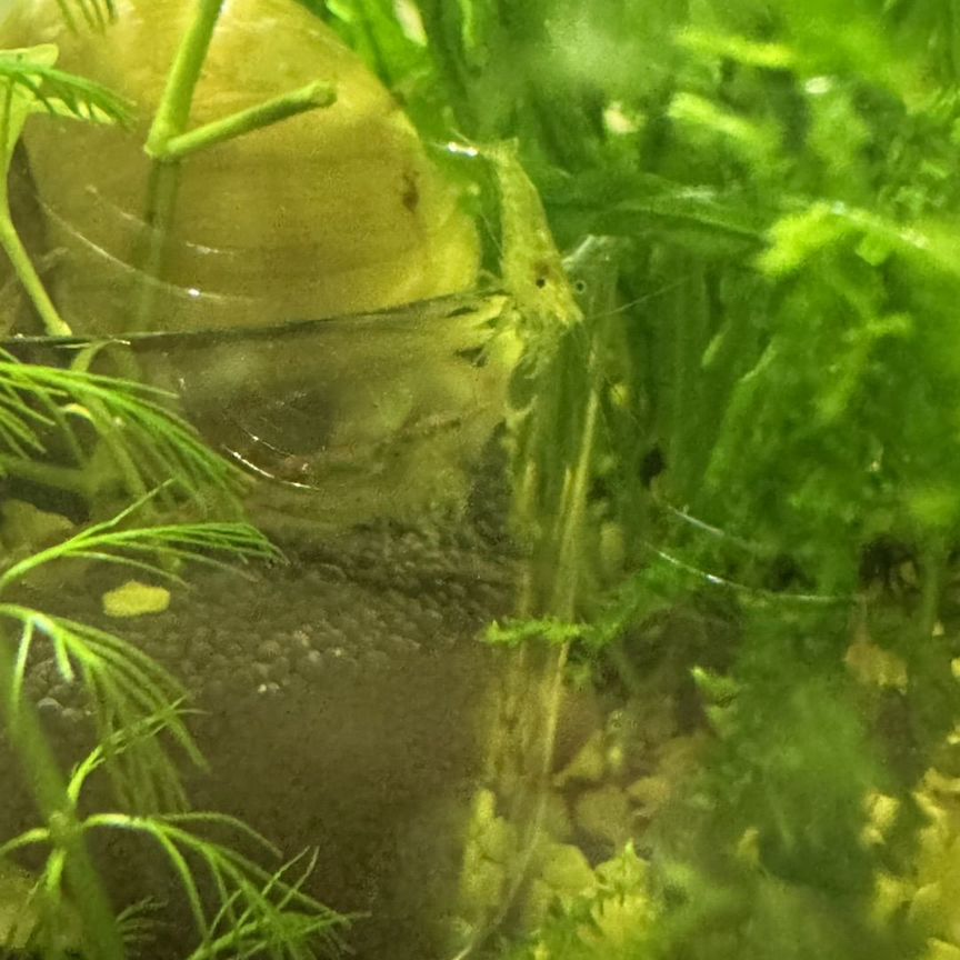 Креветки вишня и гуппи