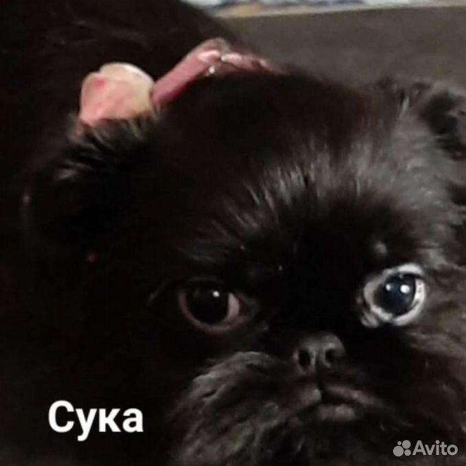 Щенки бельгийский грифон