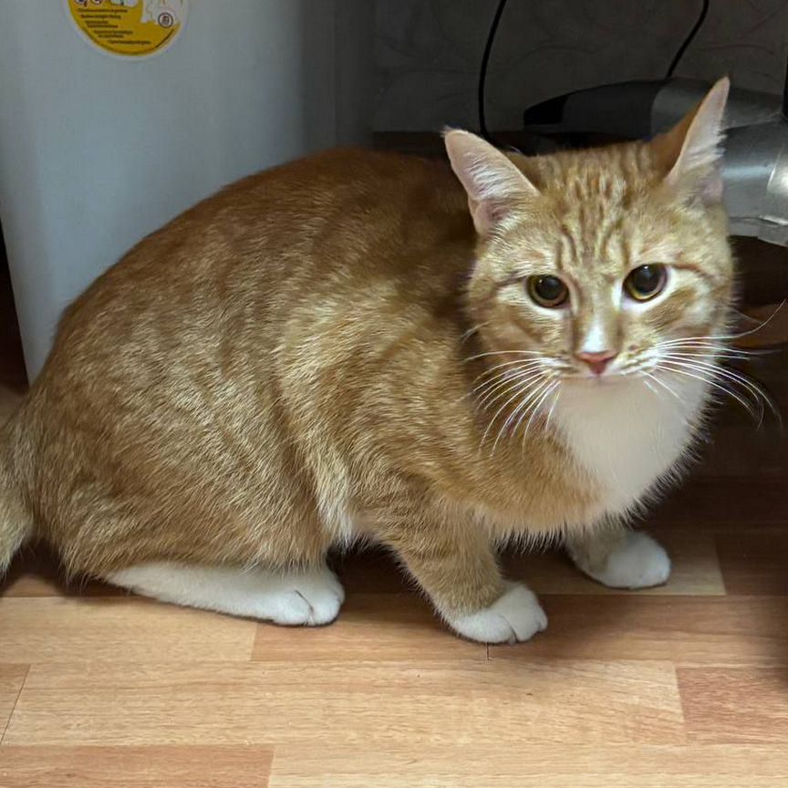 Рыжий котик ищет семью