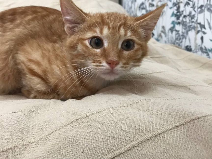 Котята ищут дом