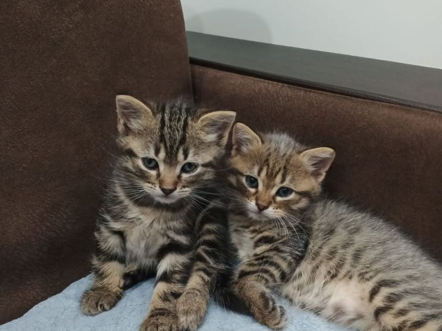 Котята бесплатно
