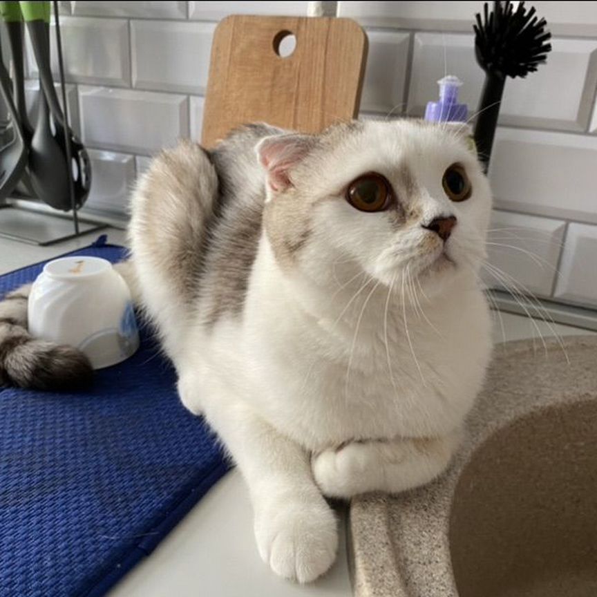 Отдам кота бесплатно в добрые руки