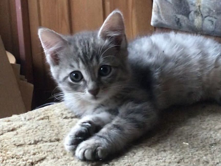 Киска как на вискас