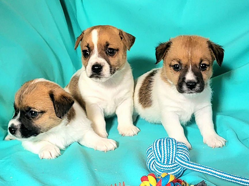 Джек Рассел терьер