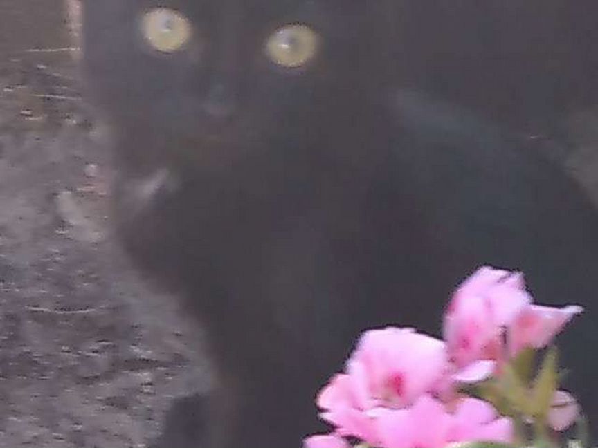 Котик,2месяца