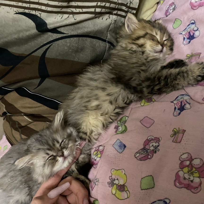 Две принцессы ищут дом