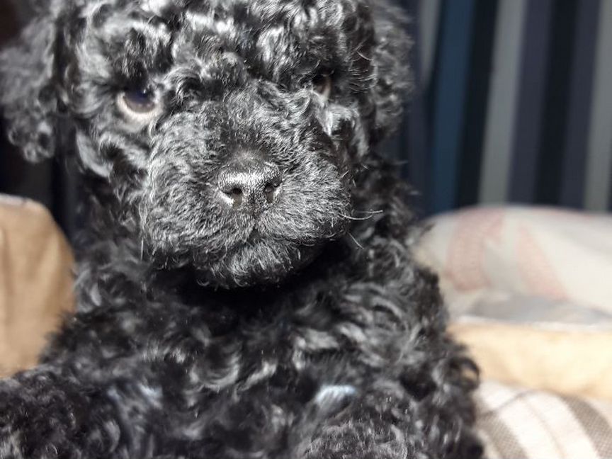 Малышка той пудель