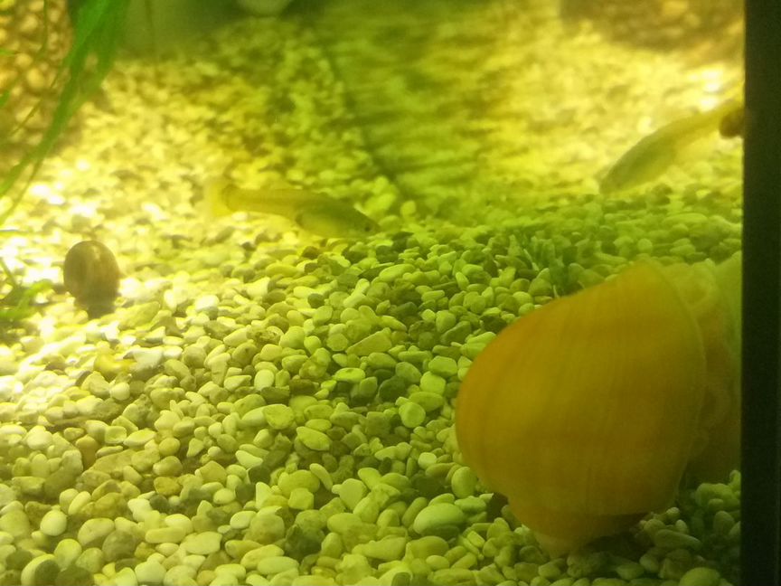 Улитки ампулярии