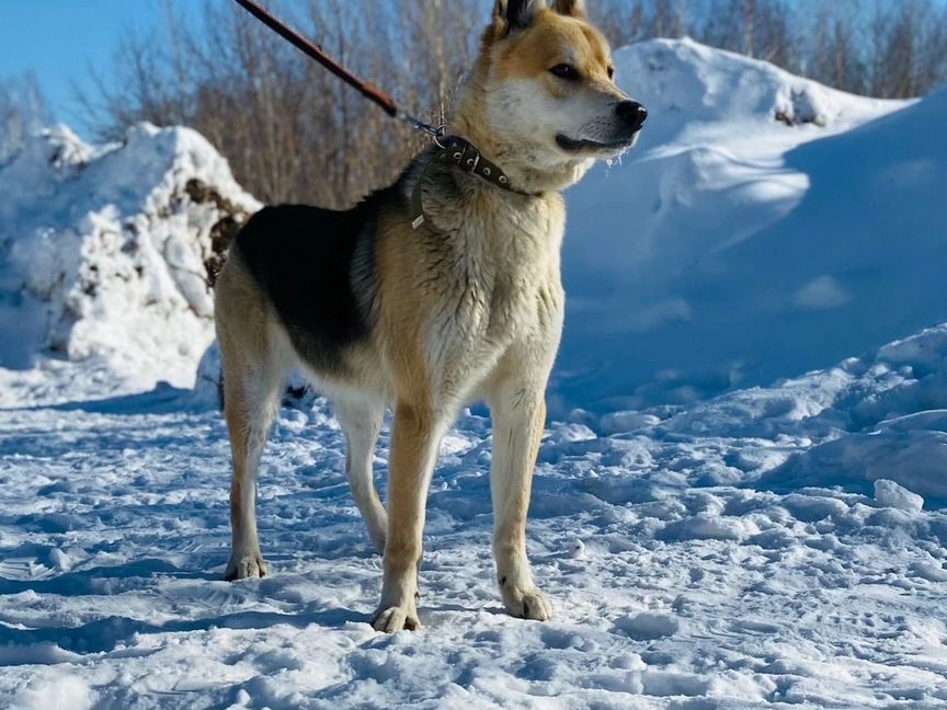 Ищет семью очень умный пес