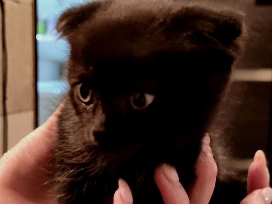 Вислоухие котята бесплатно