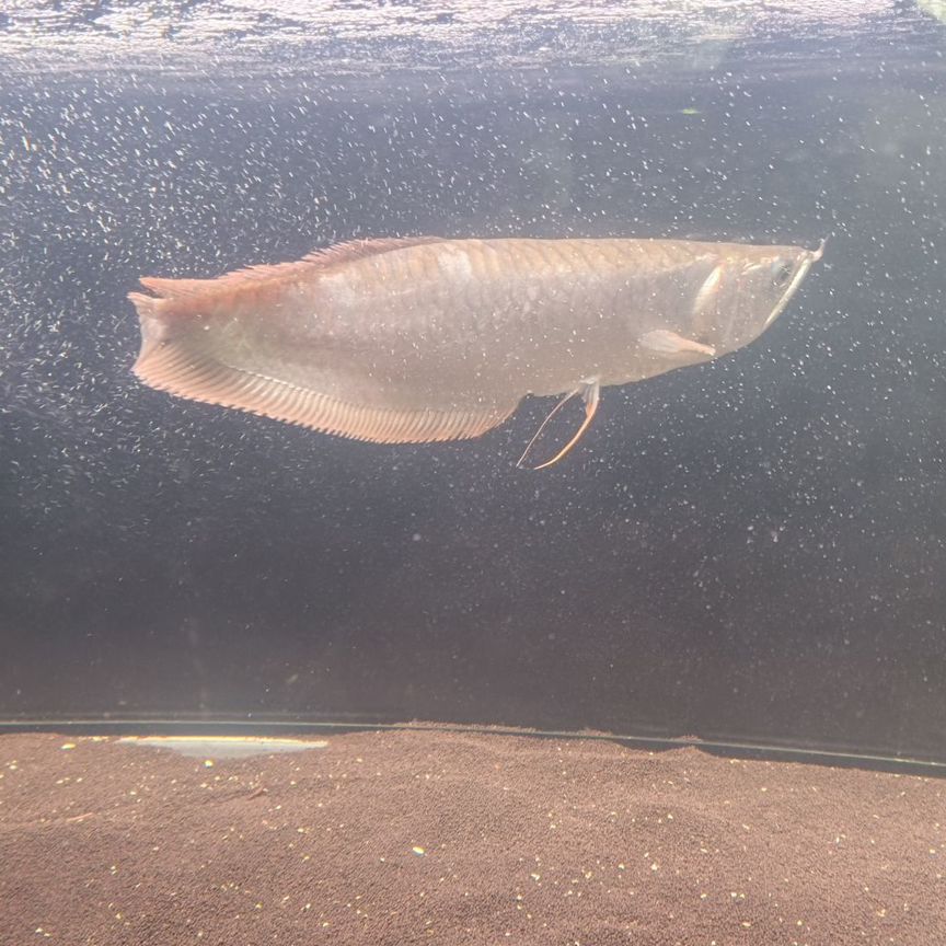 Американская арована