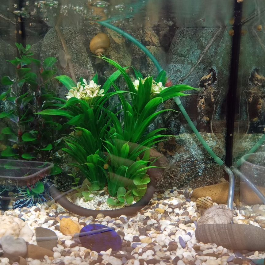 Улитки ампулярии