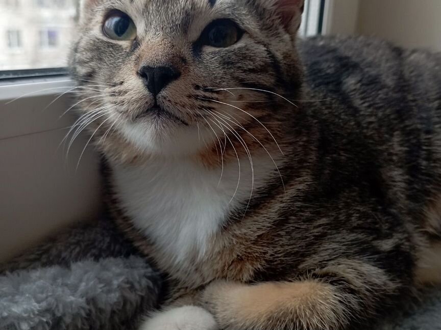 Котёнок Бурундук ищет дом