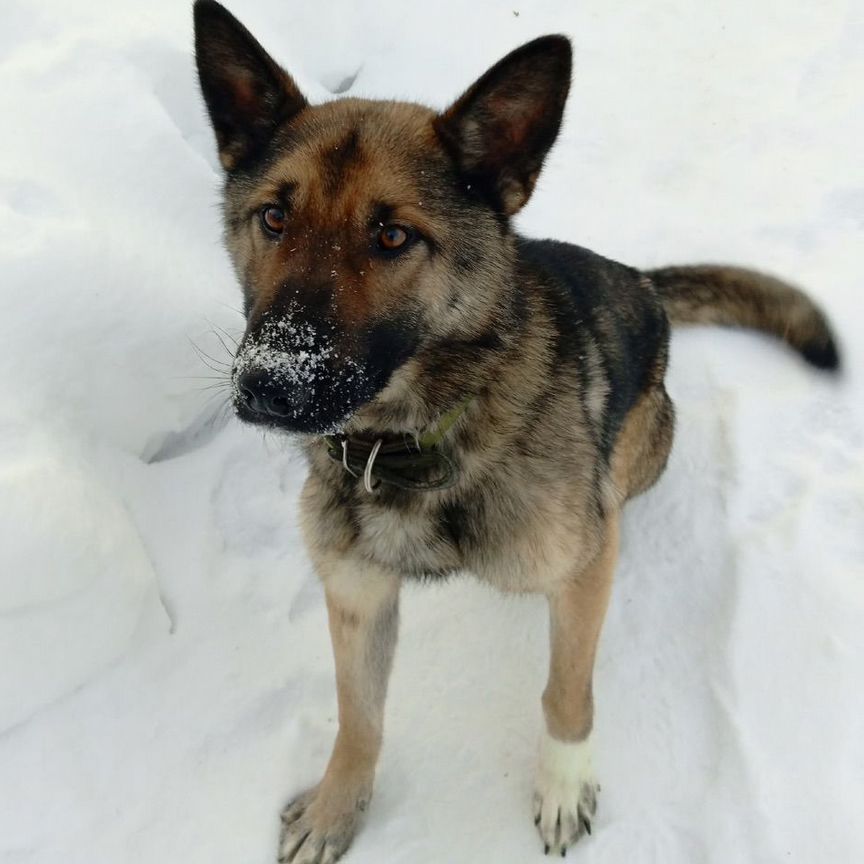 Немецкая овчарка, взрослый пёс
