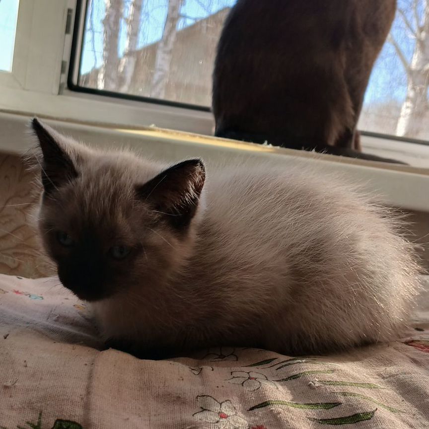 Сиамский котёнок
